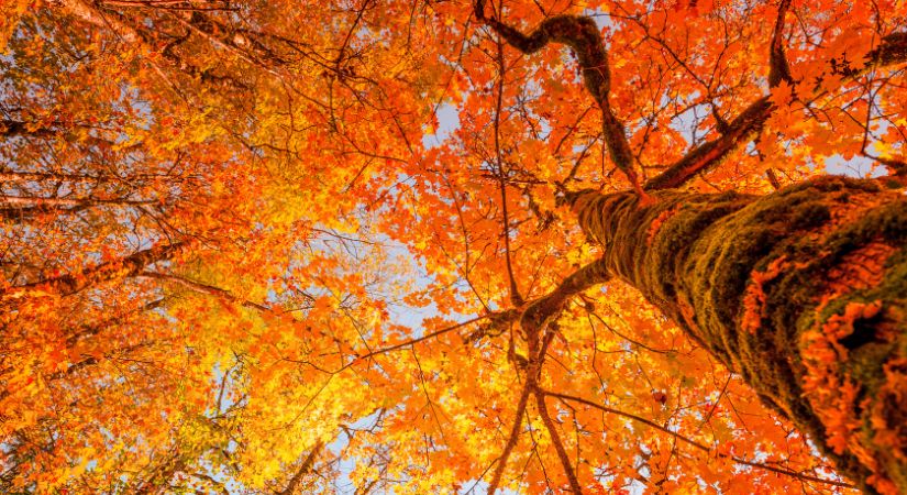Exploring Seasons in Early Years Settings | eyworks