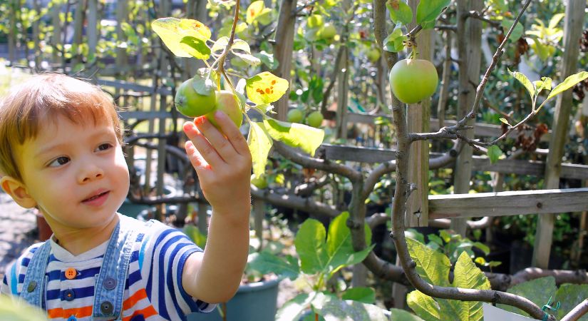 Planting and Growing Foods in Early Years Settings | eyworks
